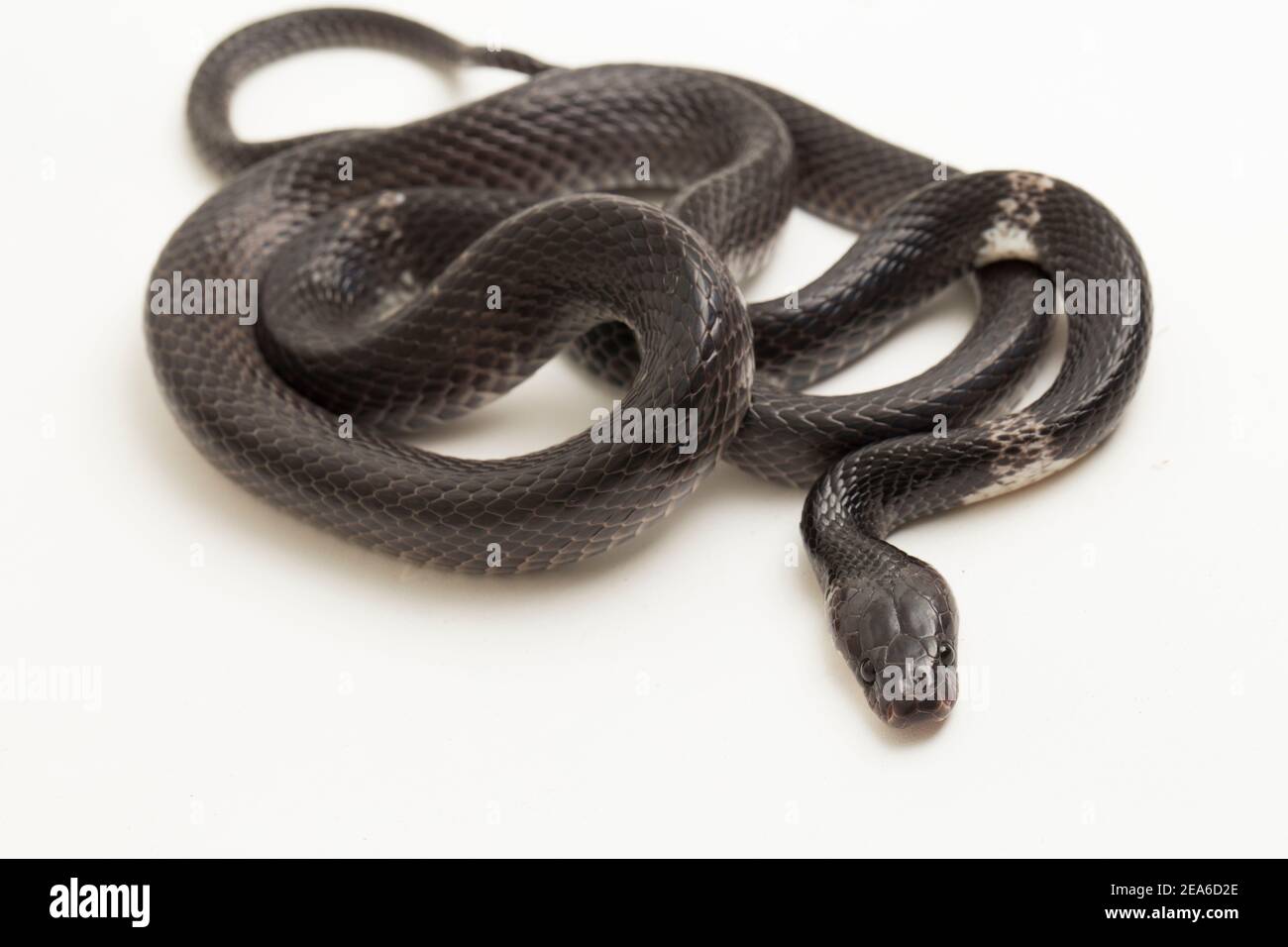 white-banded wolf snake or Malayan banded wolf snake (Lycodon ...