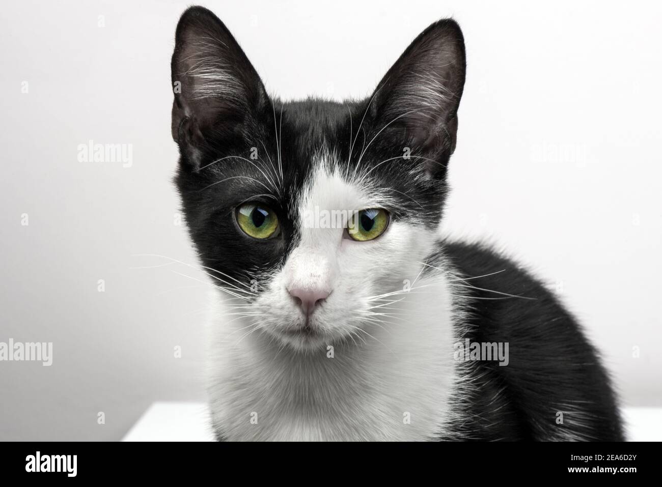 Black white color cat, gri background Stock Photo - Alamy