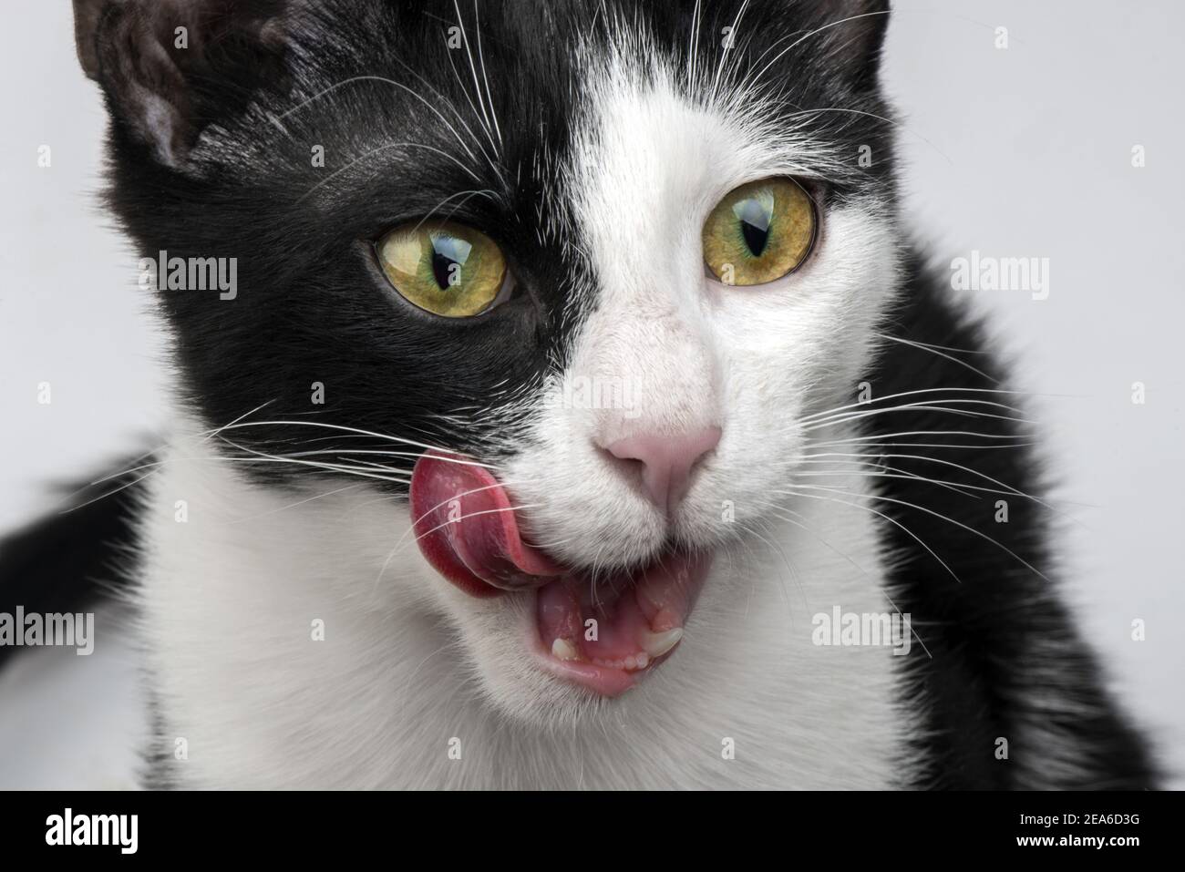 Black white color cat, gri background Stock Photo - Alamy