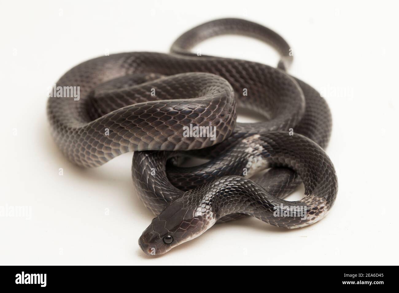 white-banded wolf snake or Malayan banded wolf snake (Lycodon ...