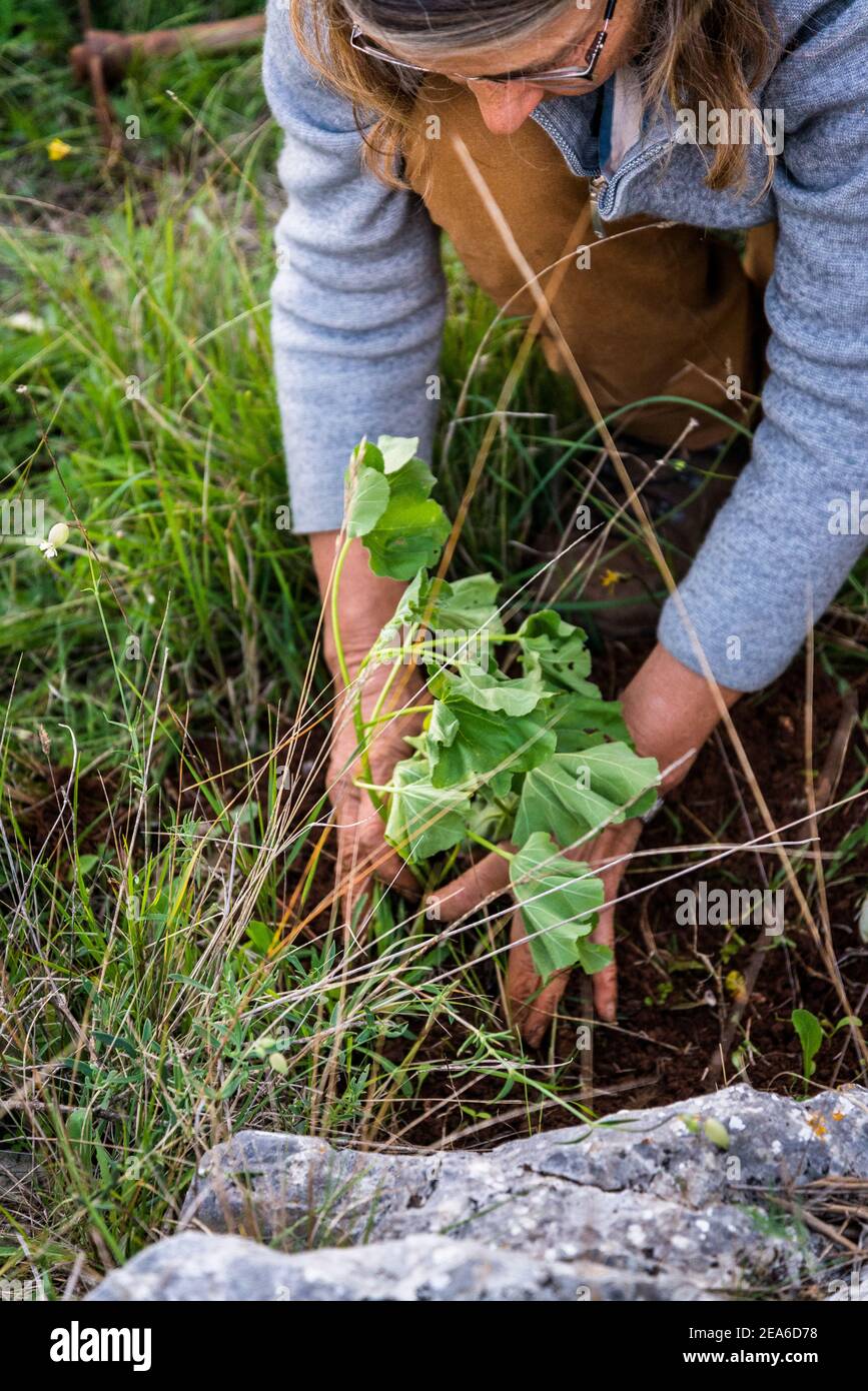Gardener planting soil enriching mallow plant, Organic farm, Island of ...