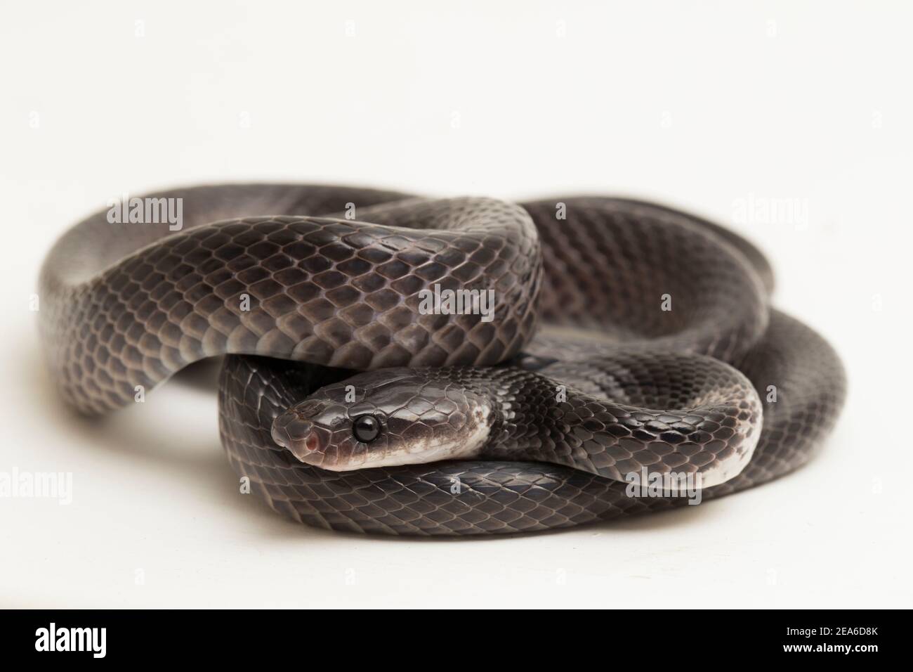 Malayan banded wolf snake hi-res stock photography and images - Alamy