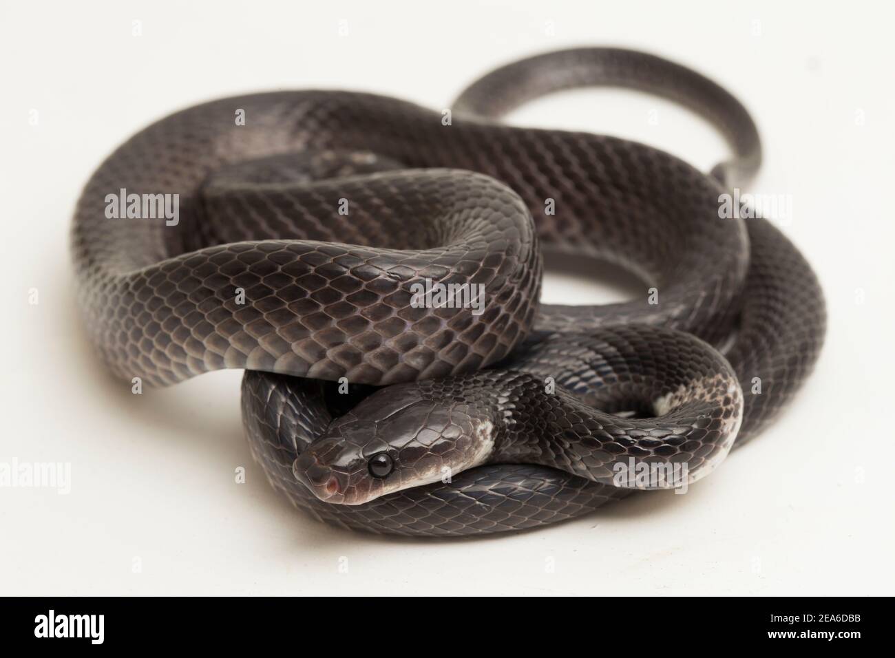 white-banded wolf snake or Malayan banded wolf snake (Lycodon ...