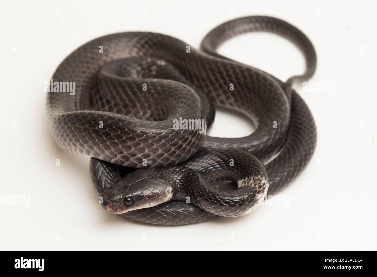white-banded wolf snake or Malayan banded wolf snake (Lycodon ...
