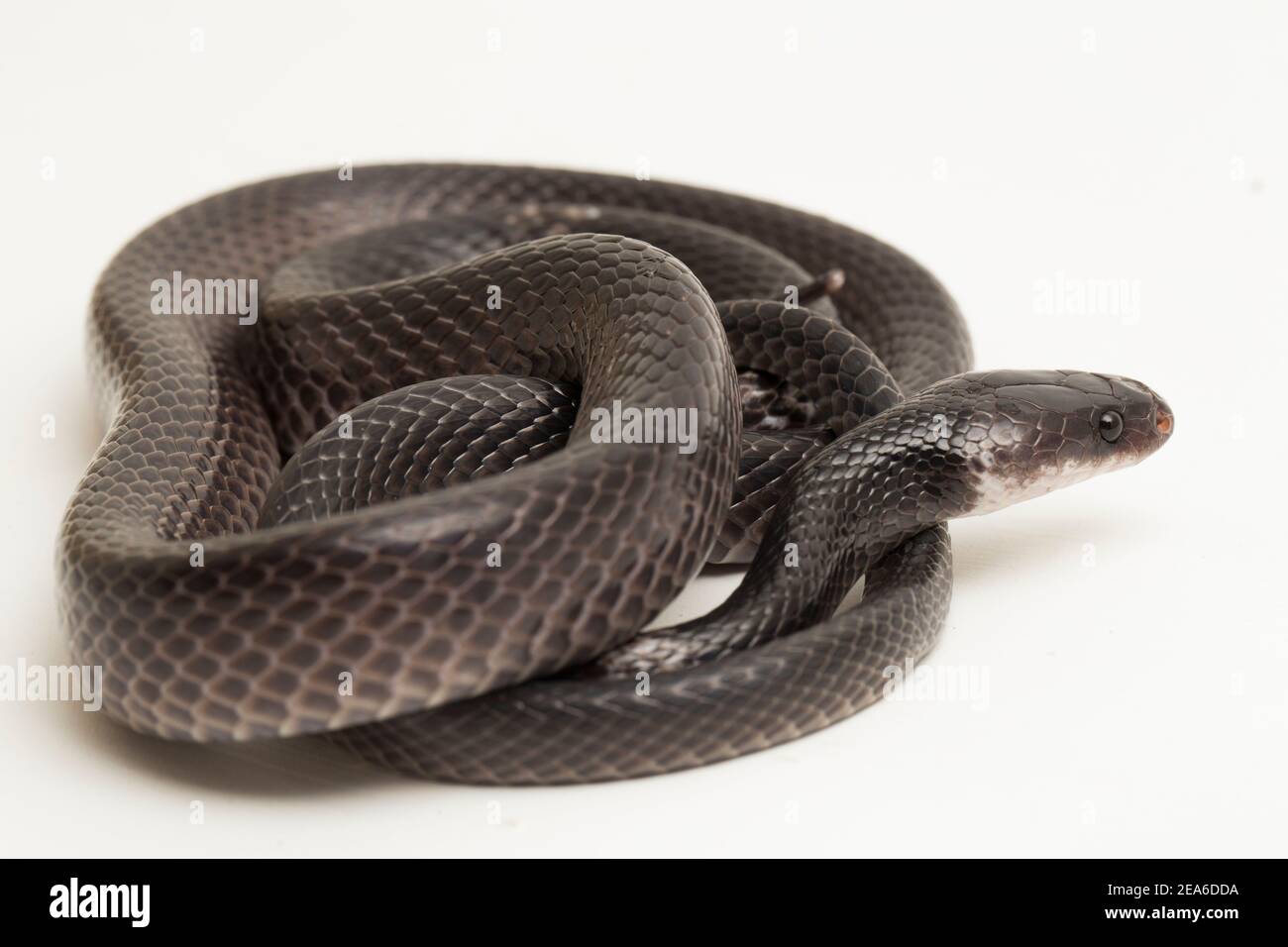 white-banded wolf snake or Malayan banded wolf snake (Lycodon ...