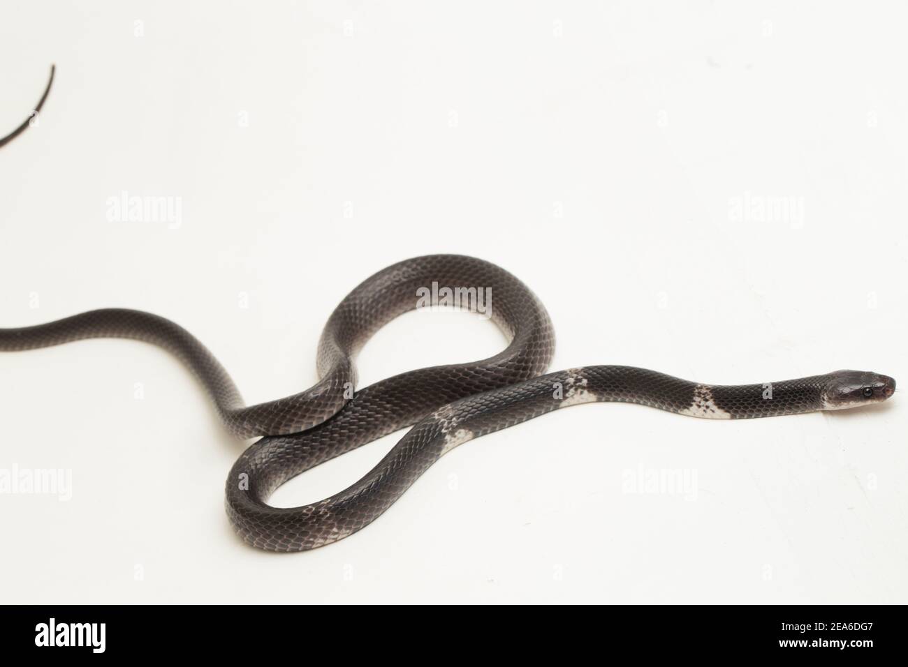 white-banded wolf snake or Malayan banded wolf snake (Lycodon ...