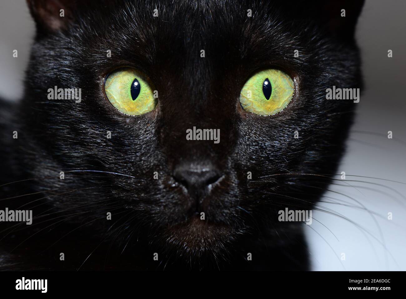 Black color cat, gri background Stock Photo - Alamy
