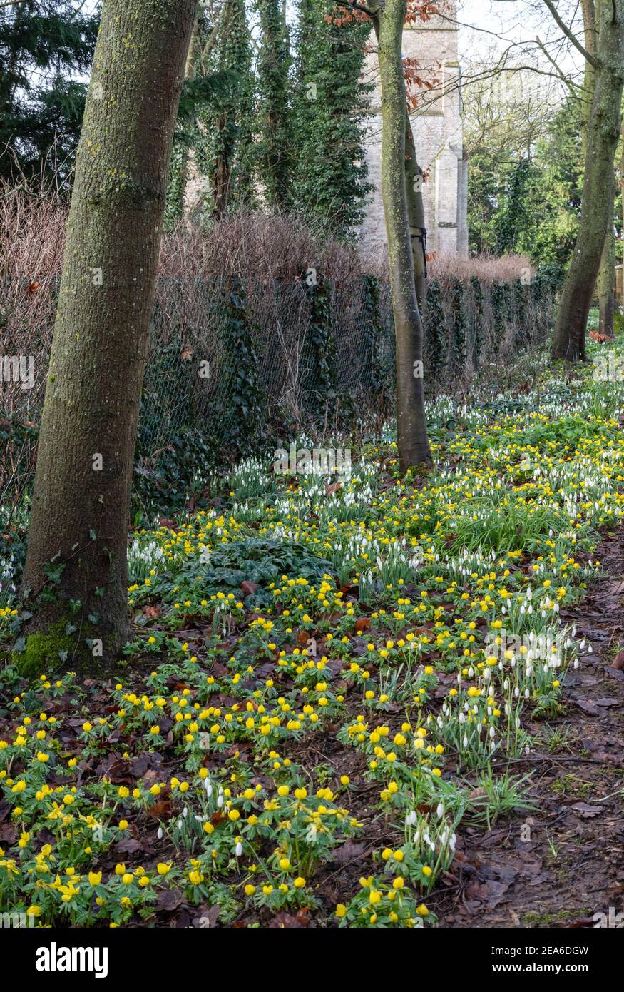 Winter flowering aconites and snowdrops line the path to the church of ...