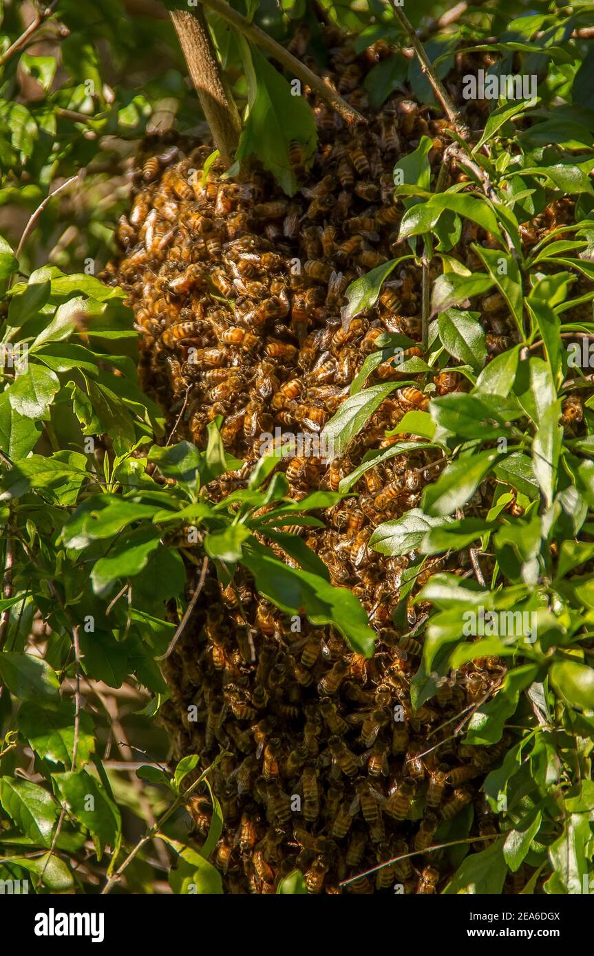 Swarm of honey bees hi-res stock photography and images - Alamy