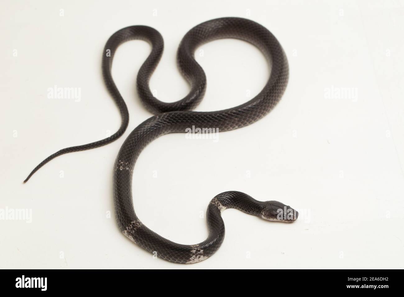 white-banded wolf snake or Malayan banded wolf snake (Lycodon ...