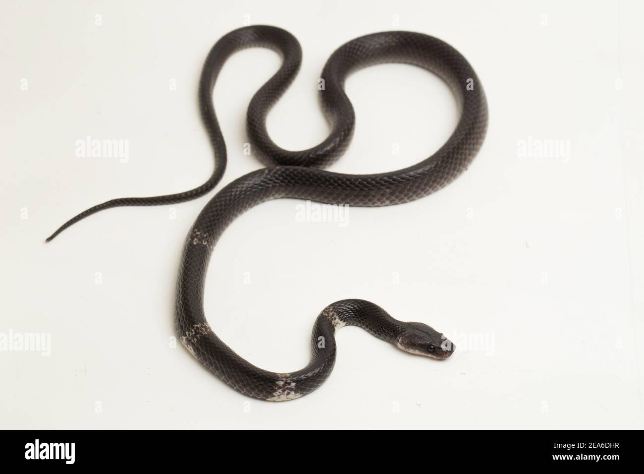 white-banded wolf snake or Malayan banded wolf snake (Lycodon ...