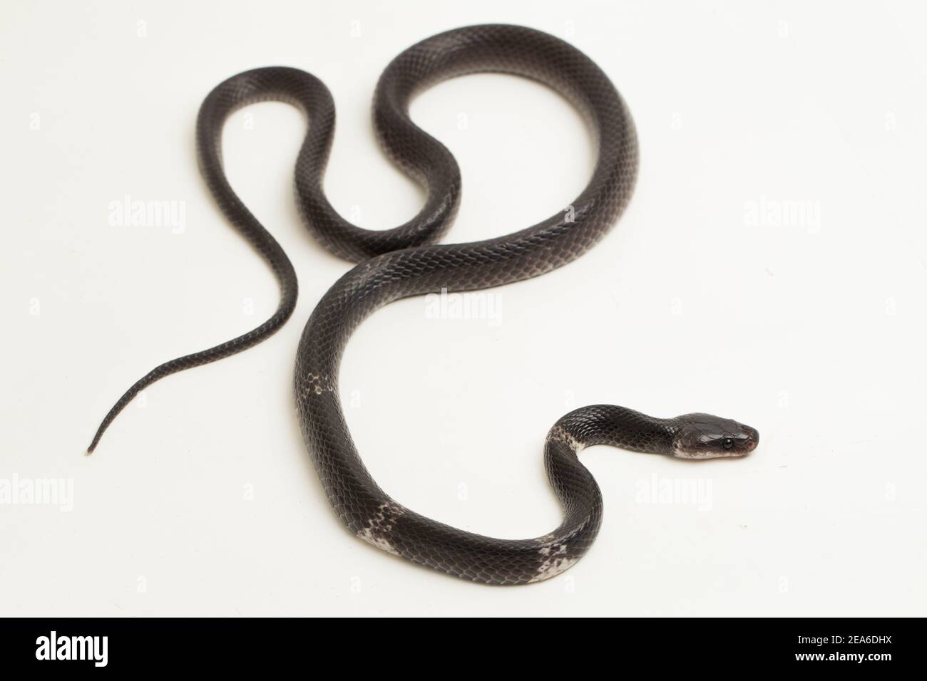 white-banded wolf snake or Malayan banded wolf snake (Lycodon ...