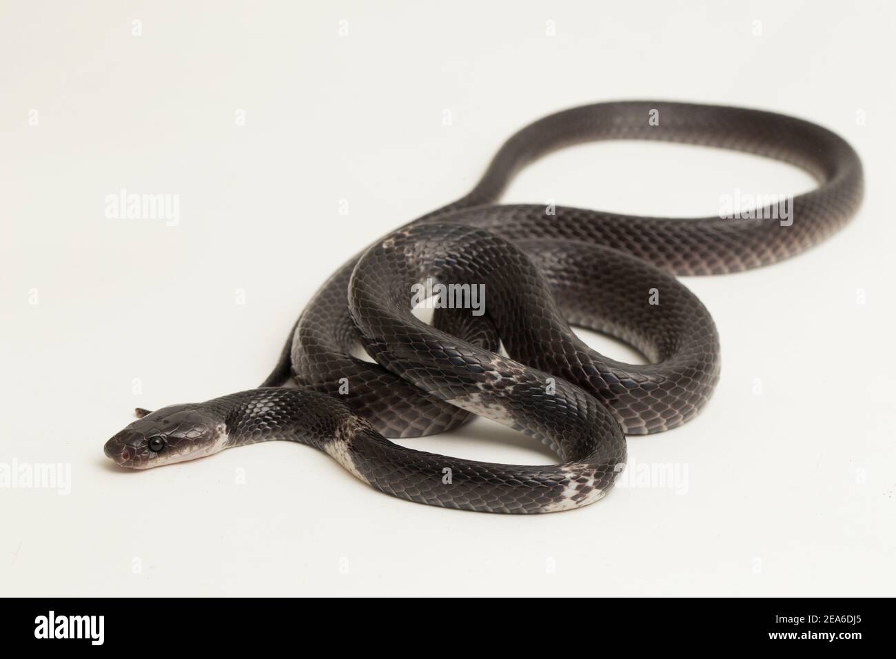 white-banded wolf snake or Malayan banded wolf snake (Lycodon ...