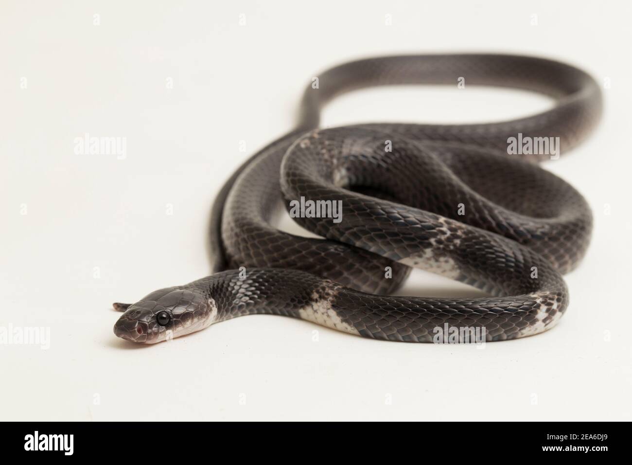 white-banded wolf snake or Malayan banded wolf snake (Lycodon ...