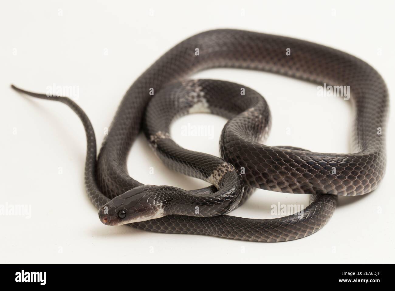 white-banded wolf snake or Malayan banded wolf snake (Lycodon ...