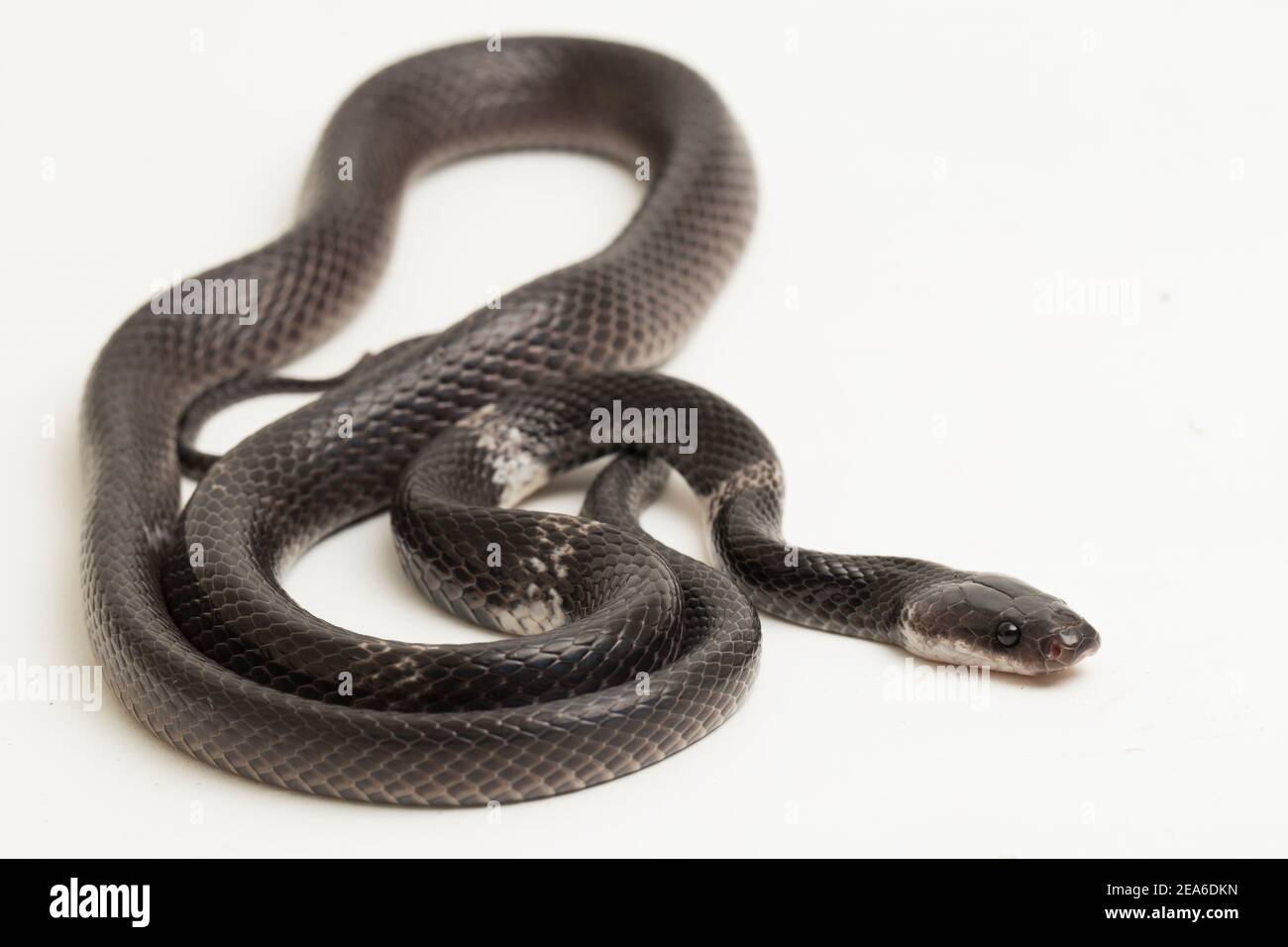 white-banded wolf snake or Malayan banded wolf snake (Lycodon ...