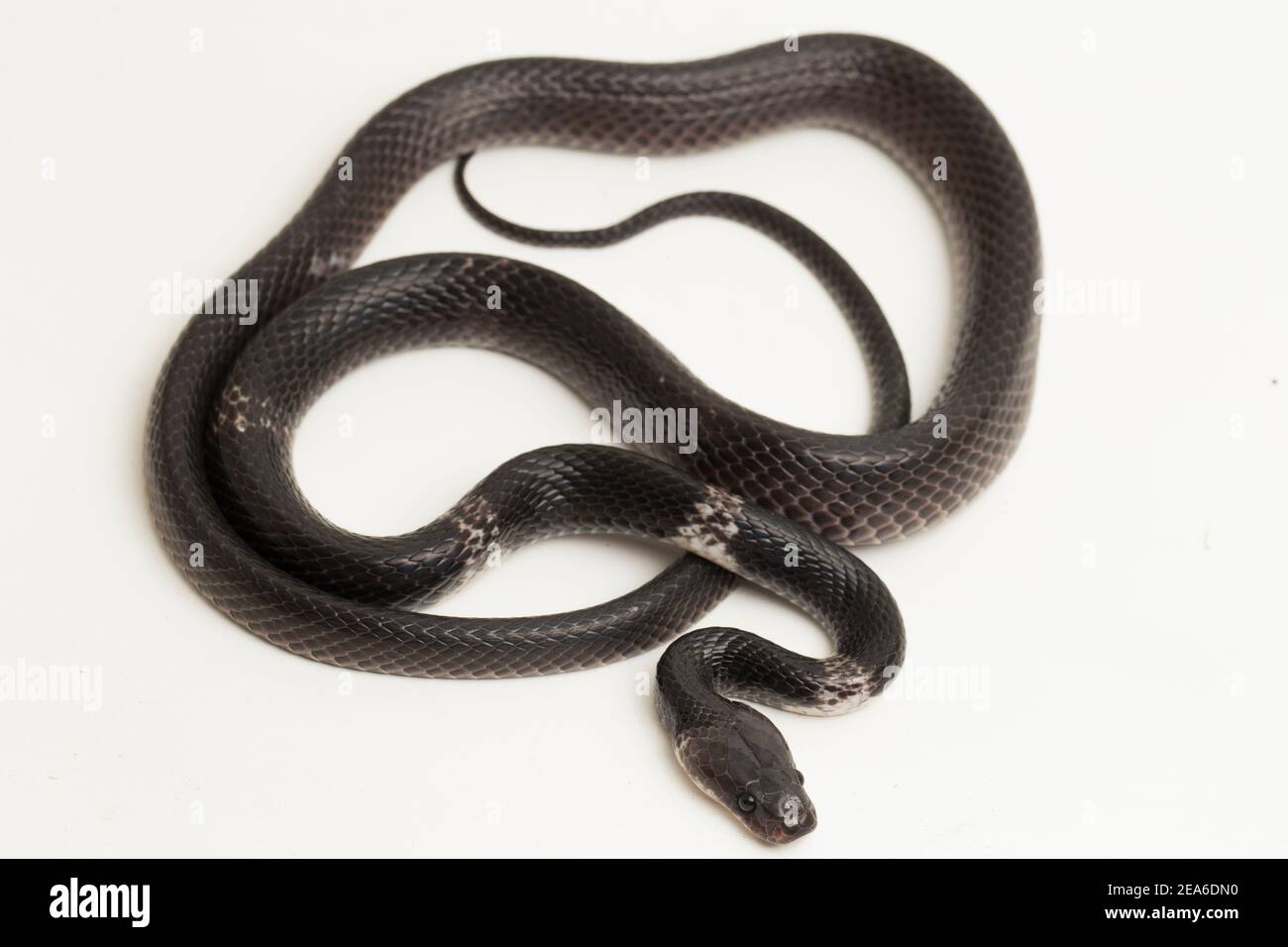 white-banded wolf snake or Malayan banded wolf snake (Lycodon ...