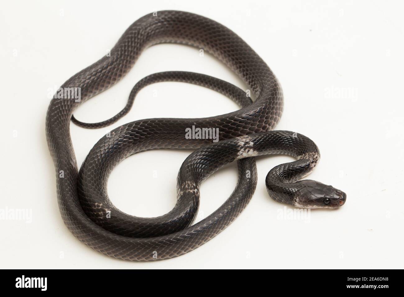 white-banded wolf snake or Malayan banded wolf snake (Lycodon ...