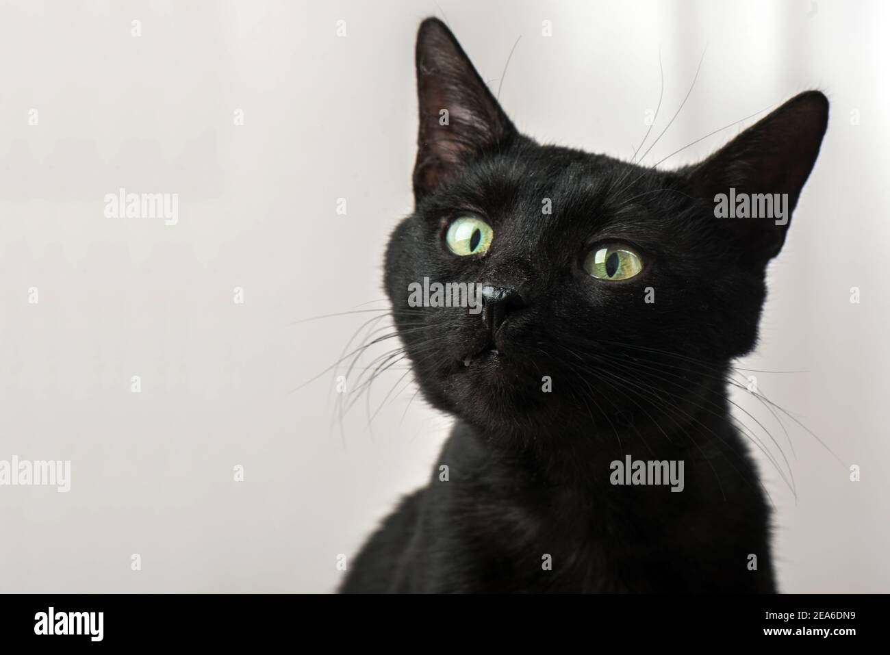 Black color cat, gri background Stock Photo - Alamy