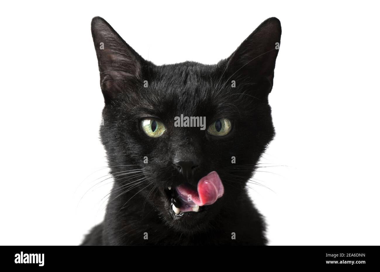 Black color cat, gri background Stock Photo - Alamy