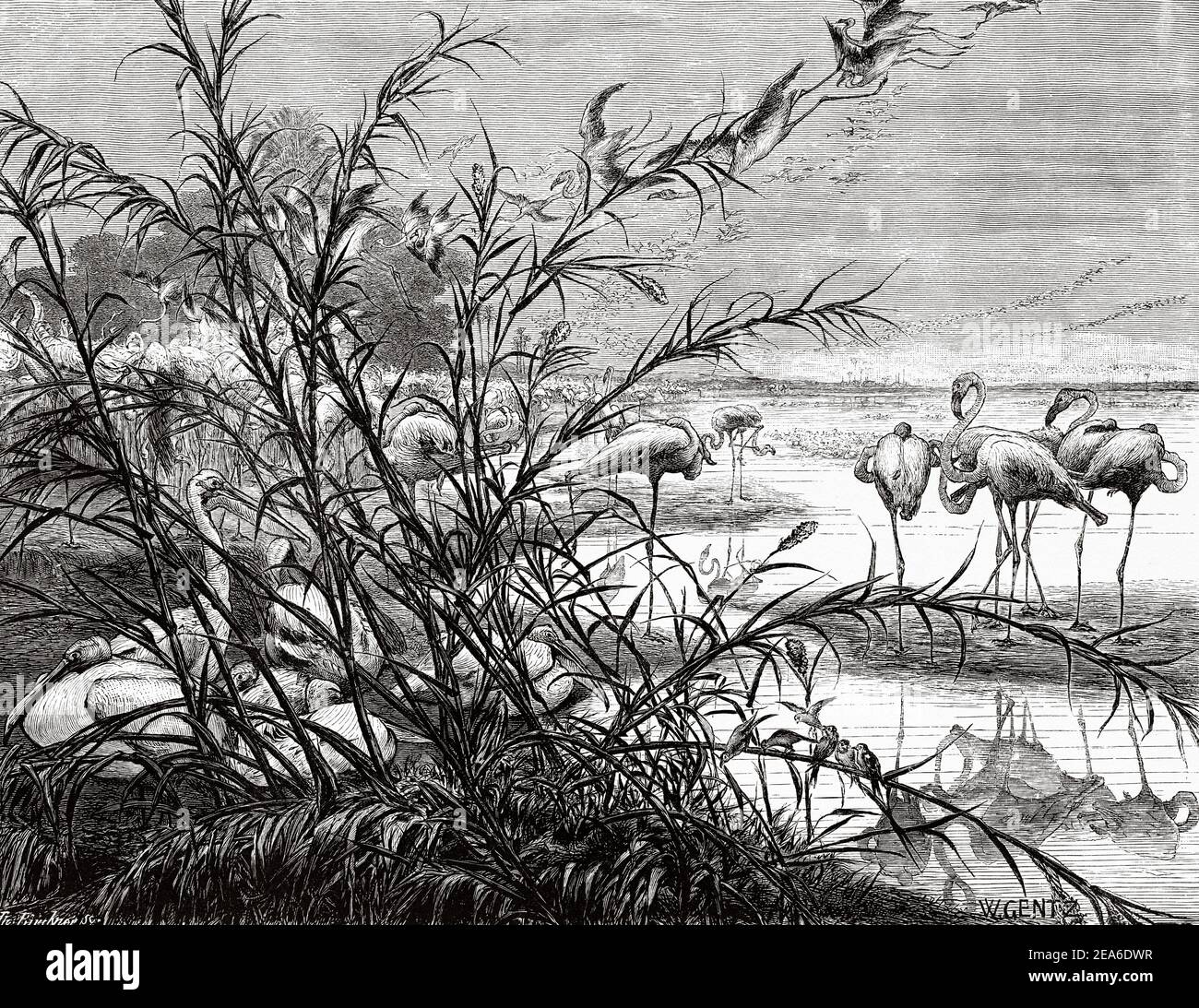 Flamingos in the Mariout Lake. Ancient Egypt History. Old 19th century ...