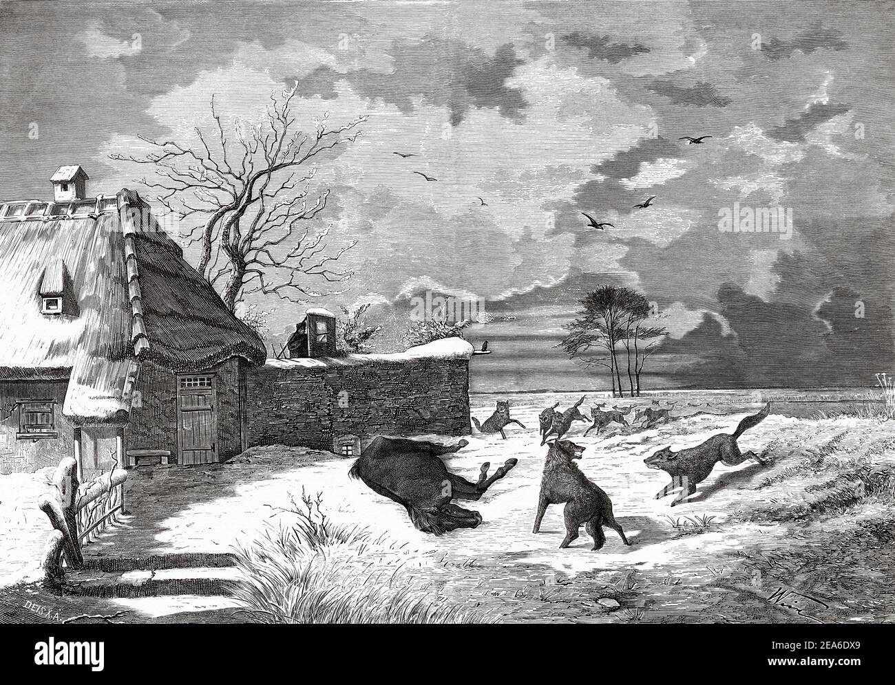 Pack of wolves hunting a horse in a country house during snowy winter ...
