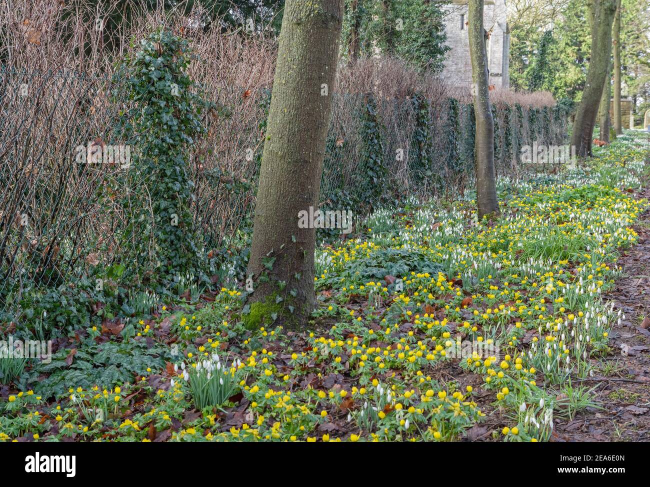 Winter flowering aconites and snowdrops line the path to the church of ...