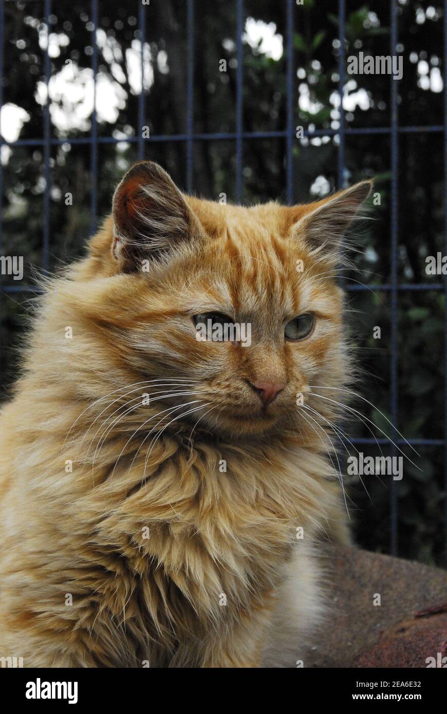 cute stray cat in orange color Stock Photo - Alamy