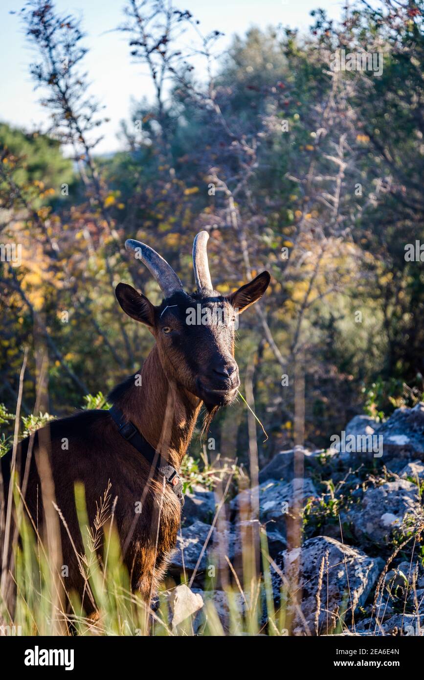 Brown goat in pasture, Organic farm, Island of Iz, Zadar archipelago ...