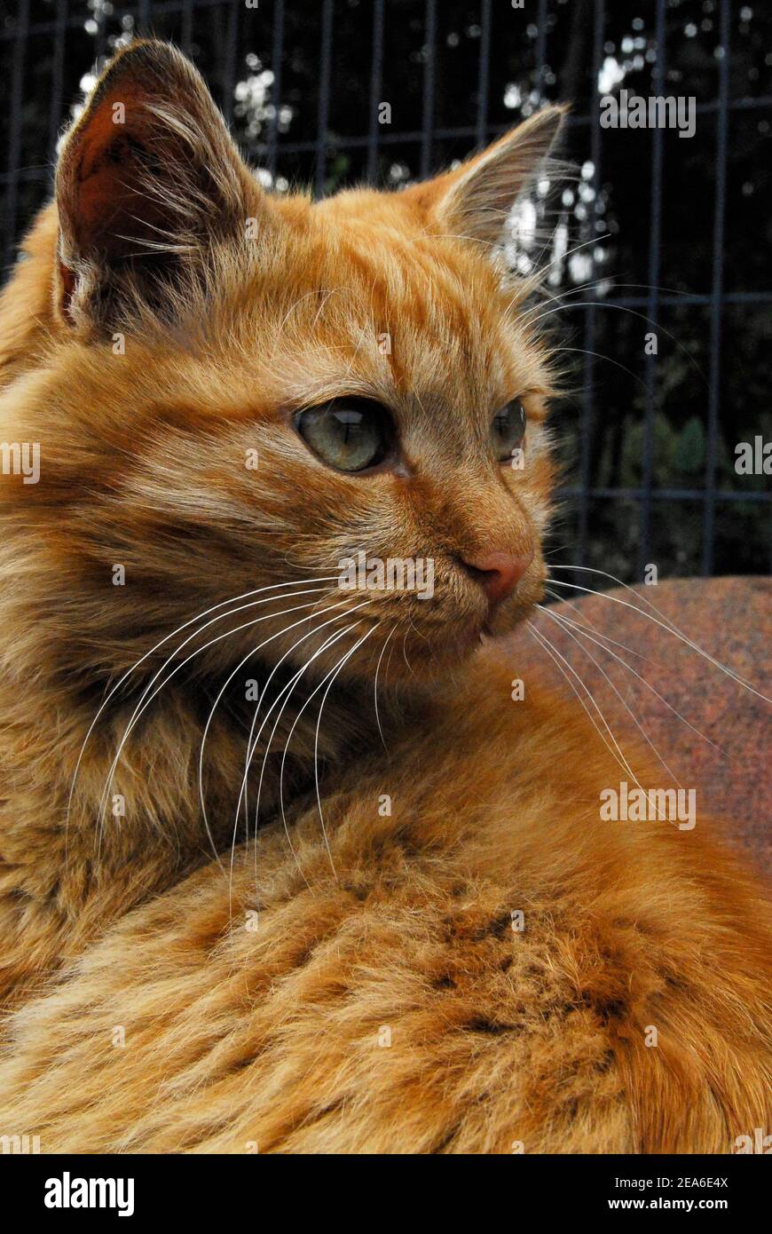 cute stray cat in orange color Stock Photo - Alamy