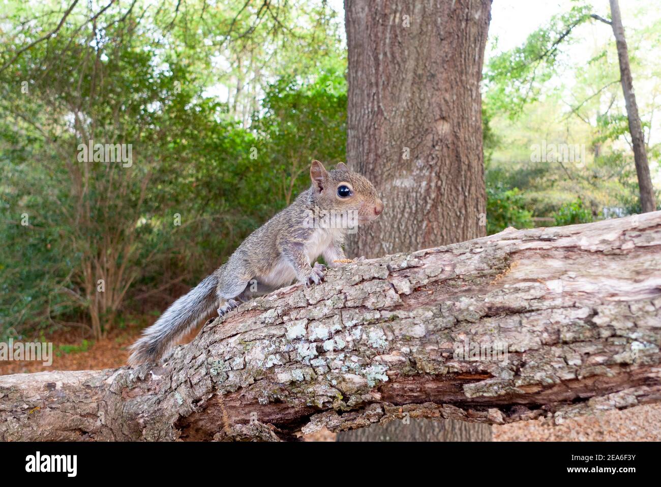 An eastern gray squirrel kit (Sciurus carolinensis), perched on a tree ...