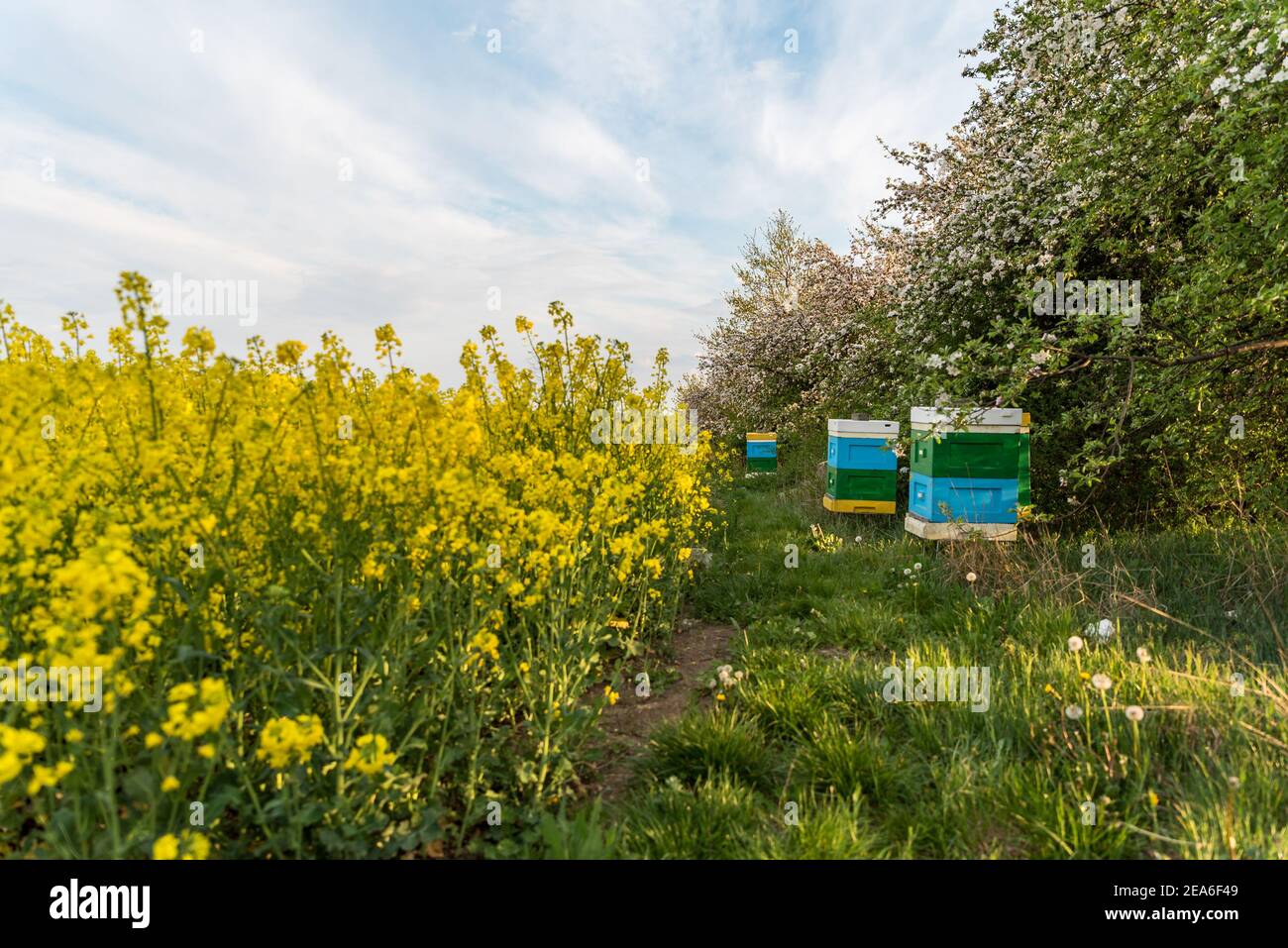 Beehives in an orchard, Blooming apple trees, colorful flowers on a ...