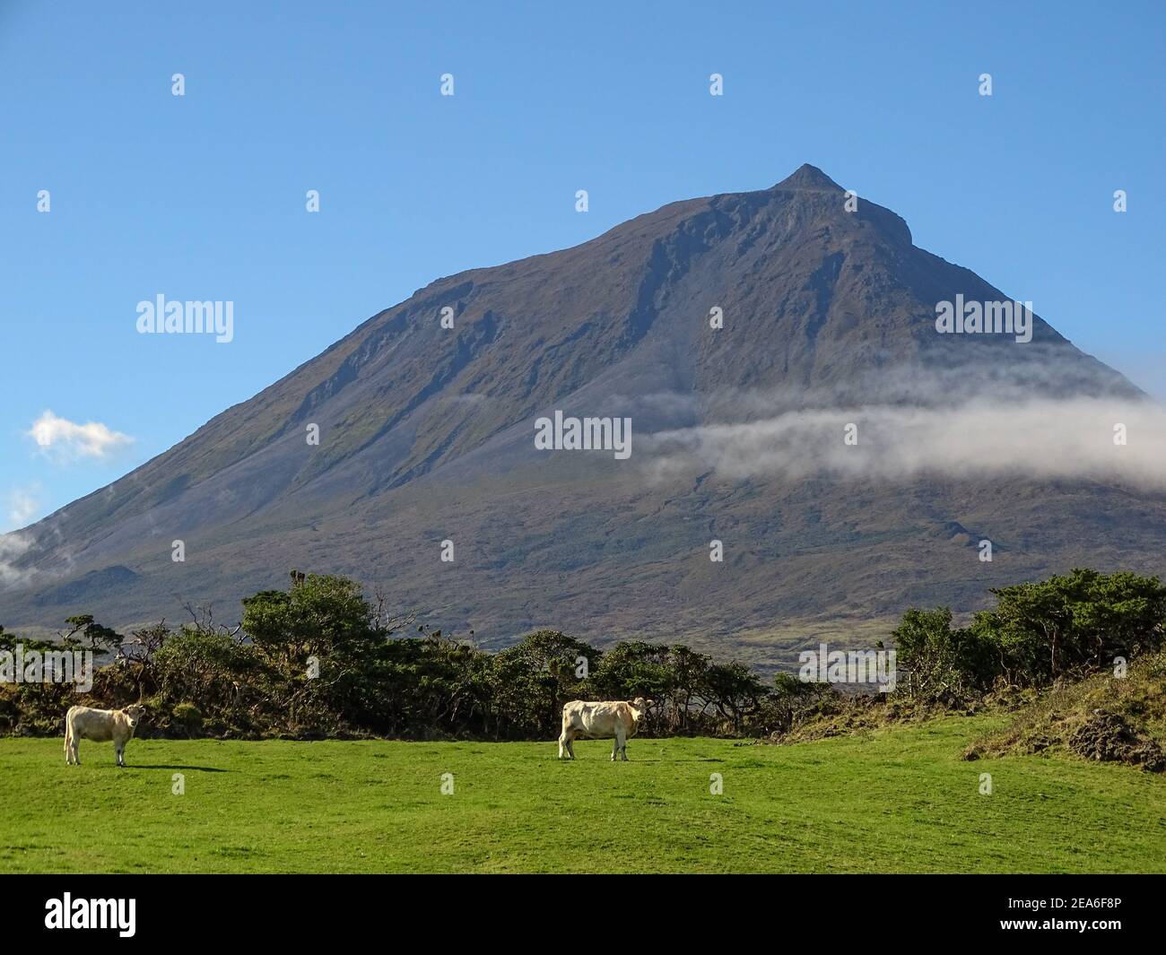Pico mountain, Azores islands, Pico island, cow on green pasture and ...