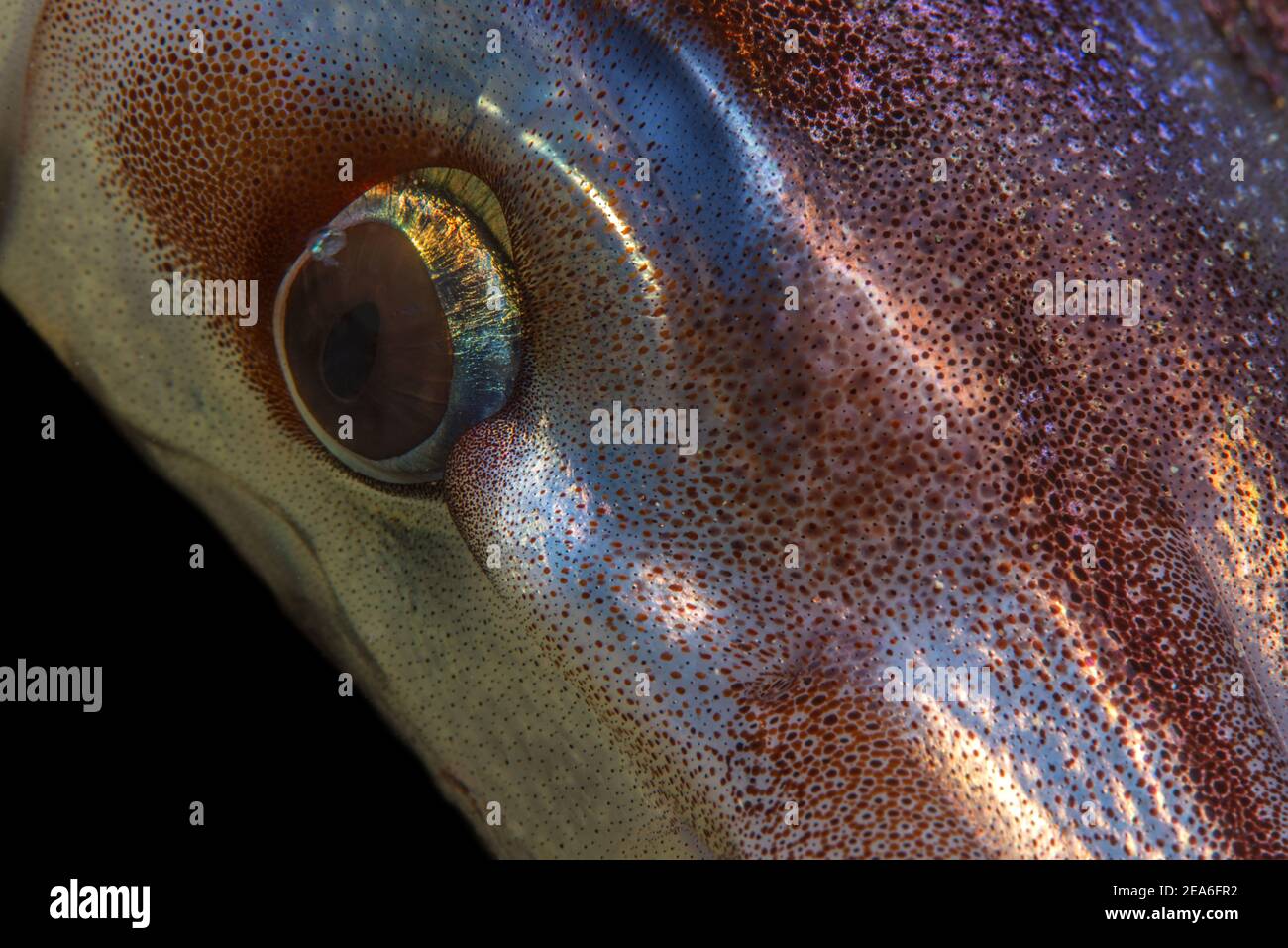 The squid eye, Bigfir reef squid (Close-up Stock Photo - Alamy