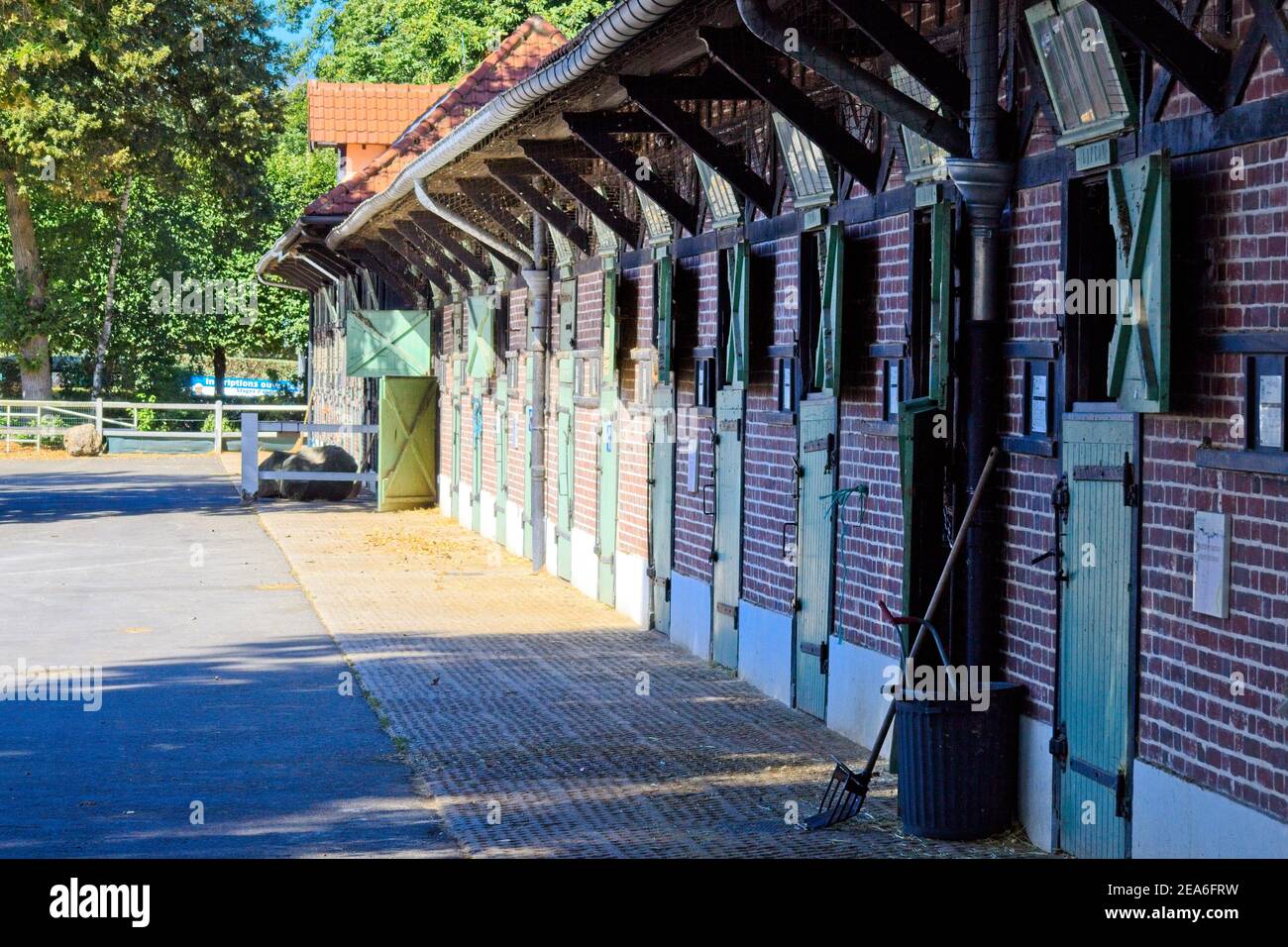 horse in the field Stock Photo - Alamy