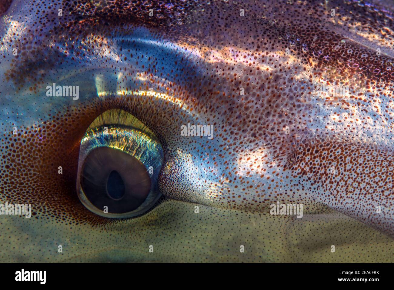 Squid Eyeball