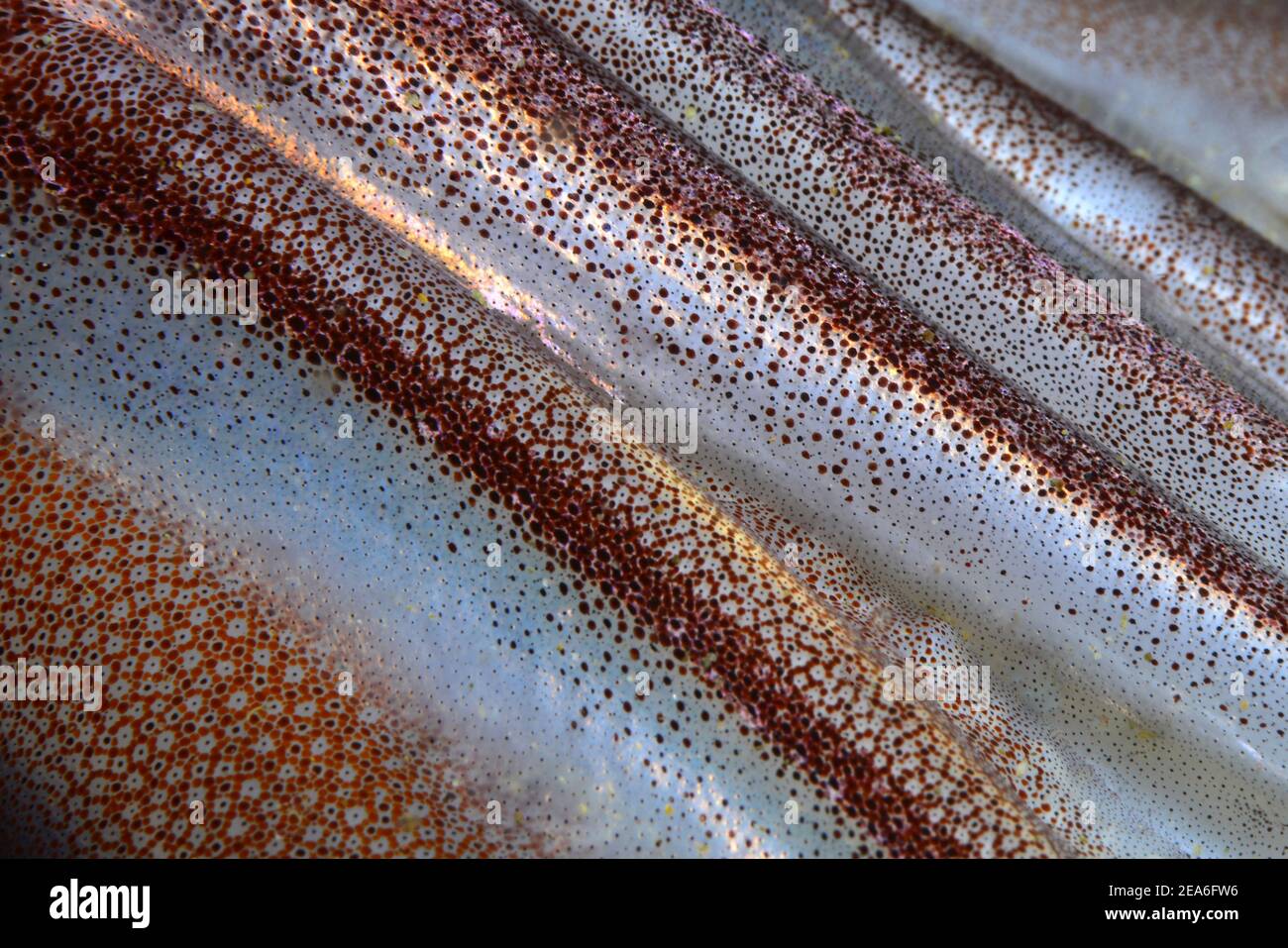 Squid eye hi-res stock photography and images - Alamy