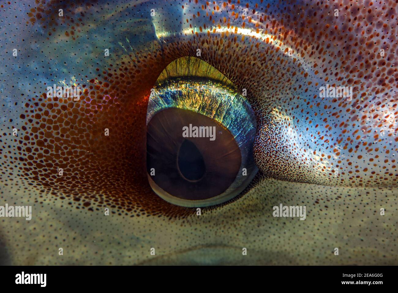 The squid eye, Bigfir reef squid (Close-up Stock Photo - Alamy