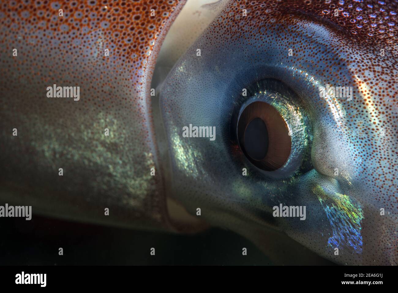 The squid eye, Bigfir reef squid (Close-up Stock Photo - Alamy