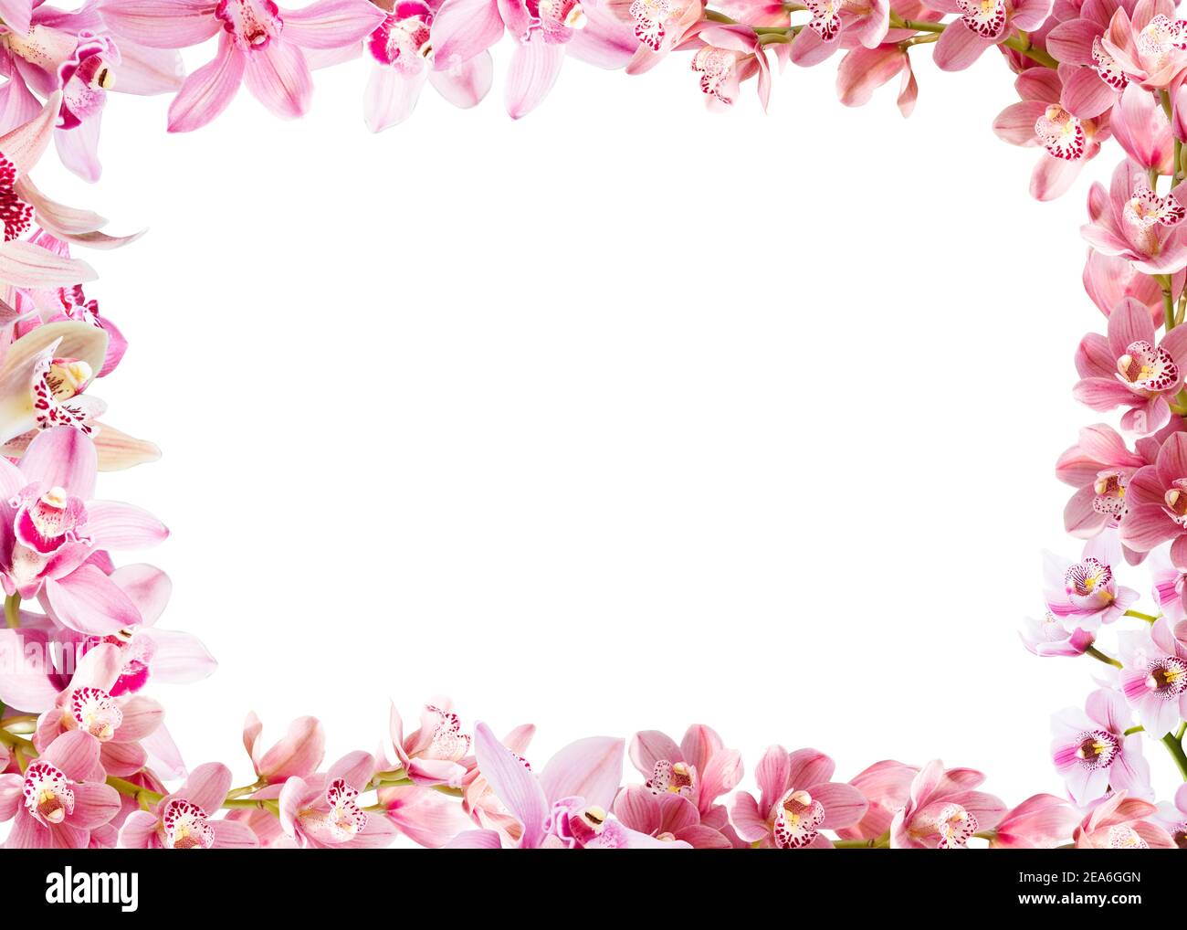 Frame made of flowers. Lovely orchids with copy space Stock Photo - Alamy