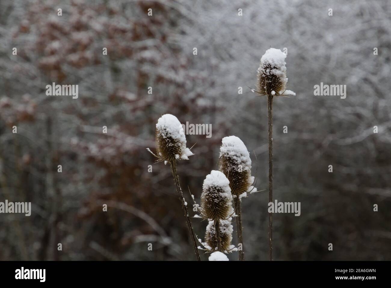 Wild teasel covered with snow in winter, also called Dipsacus fullonum ...