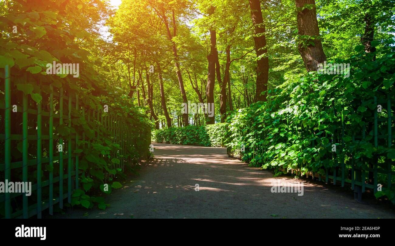 Summer sunny park landscape - summer city park with metal fences and ...