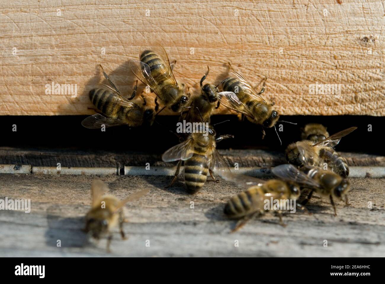Close up of flying bees. Wooden beehive and bees Stock Photo - Alamy