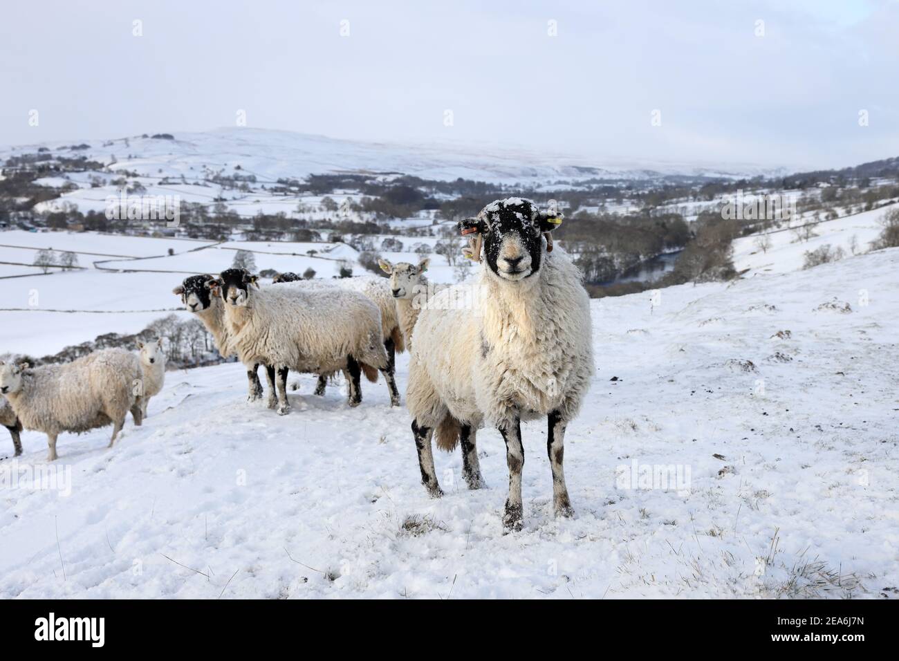 Weather sheep hi-res stock photography and images - Alamy