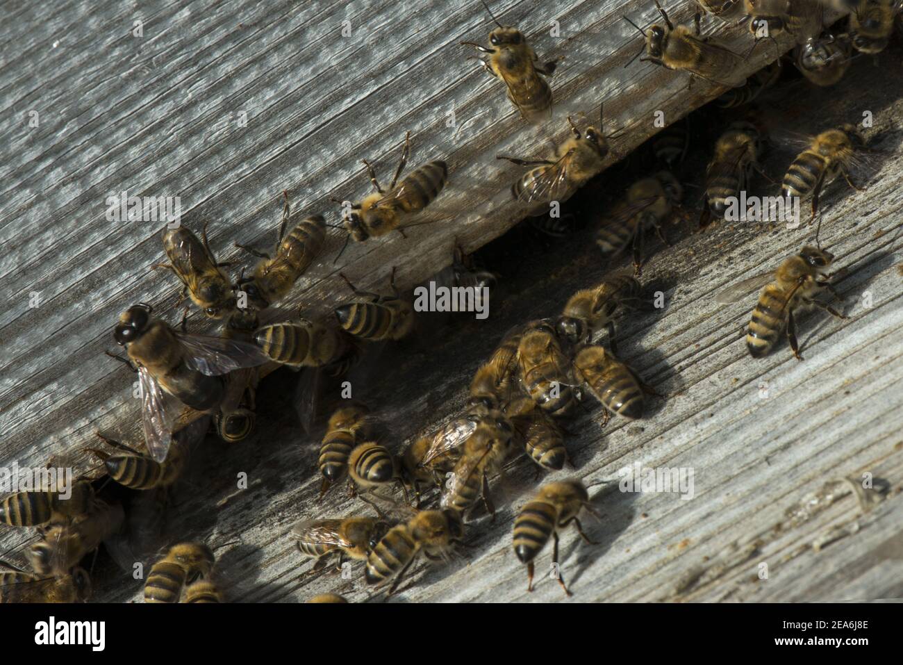 Close up of flying bees. Wooden beehive and bees Stock Photo - Alamy