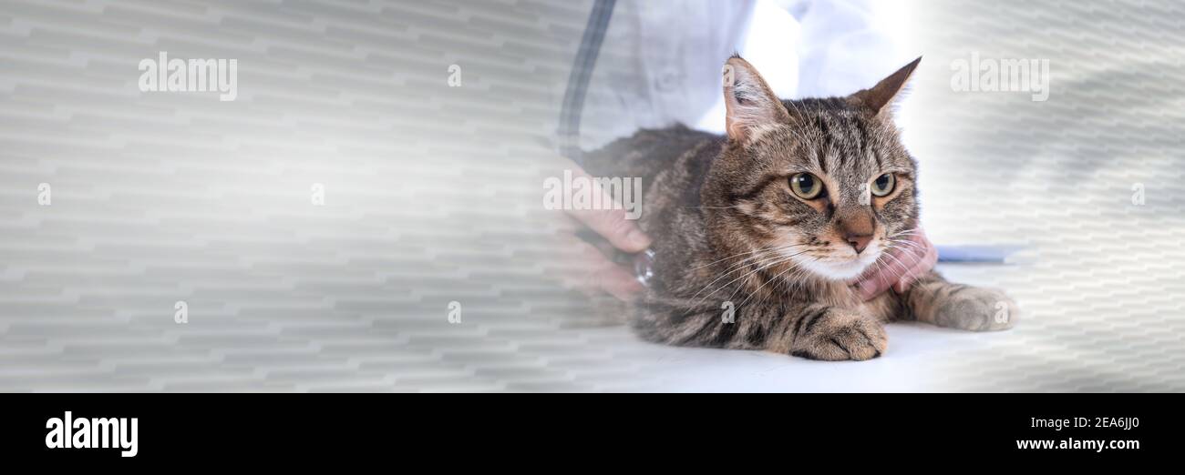 Veterinarian examining a cat with his stethoscope; panoramic banner ...