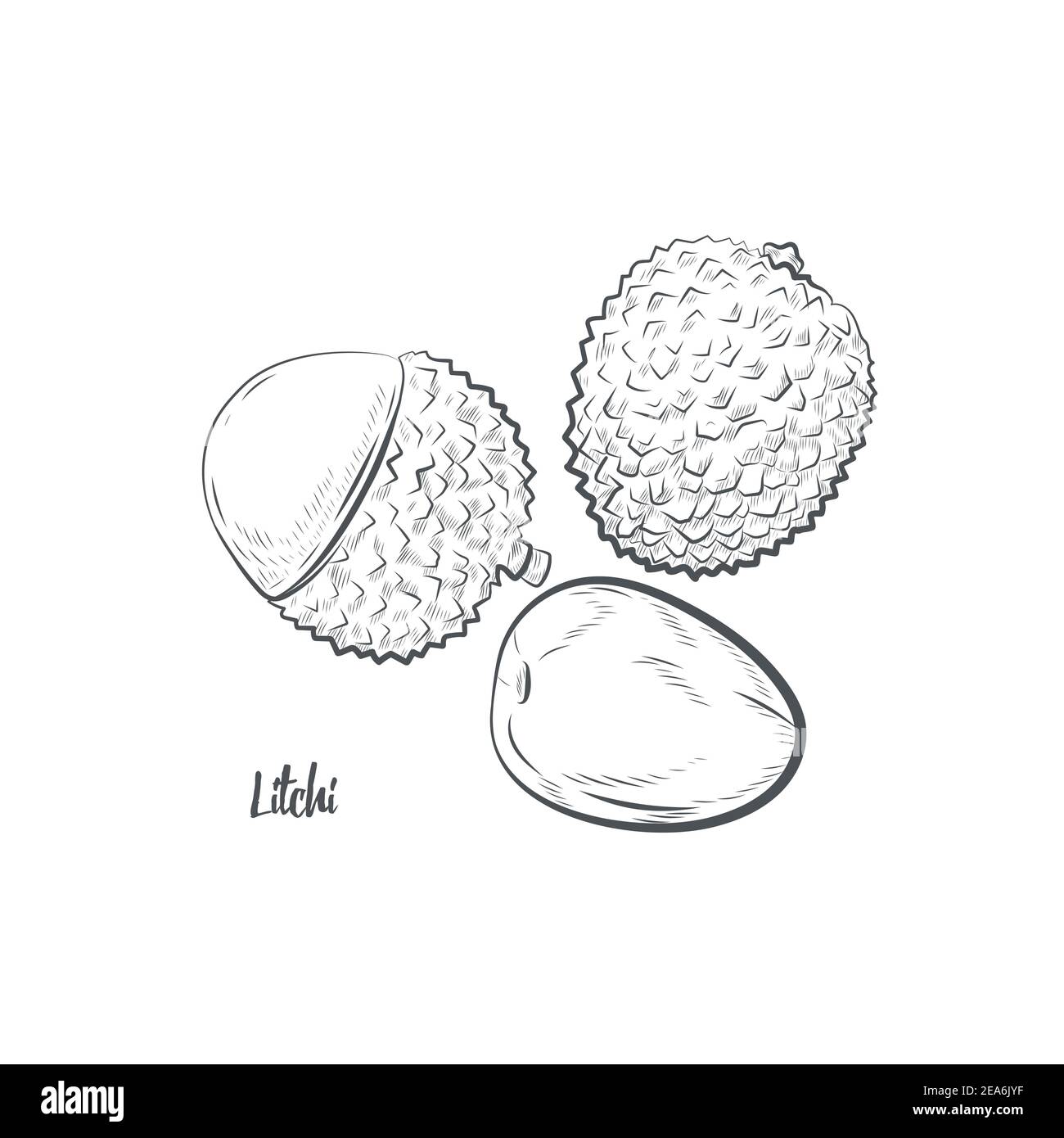 Hand drawn litchi sketch isolated on white background Stock Vector ...