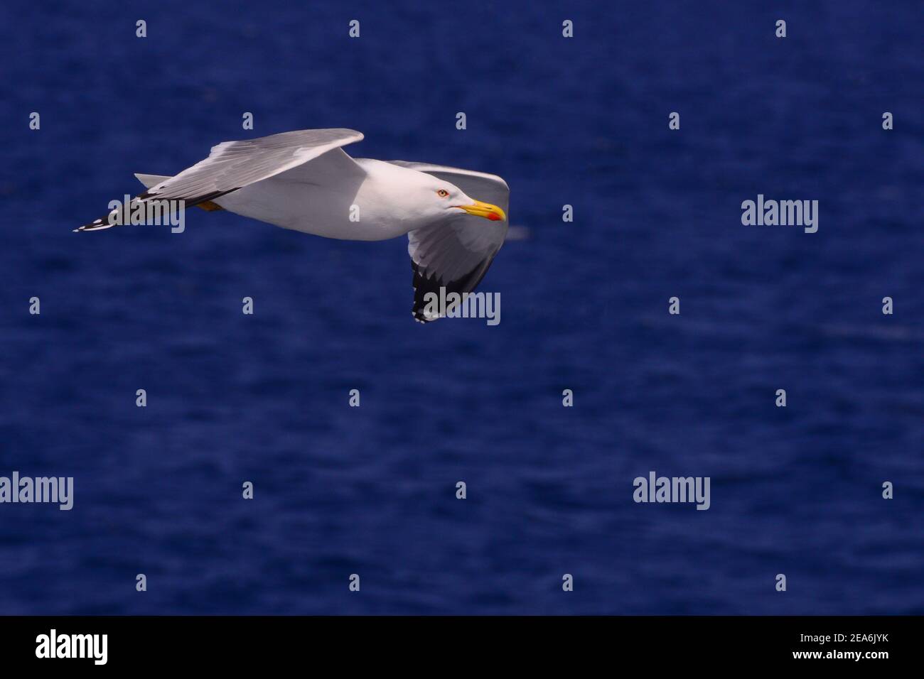 seagull flying over the sea Stock Photo - Alamy