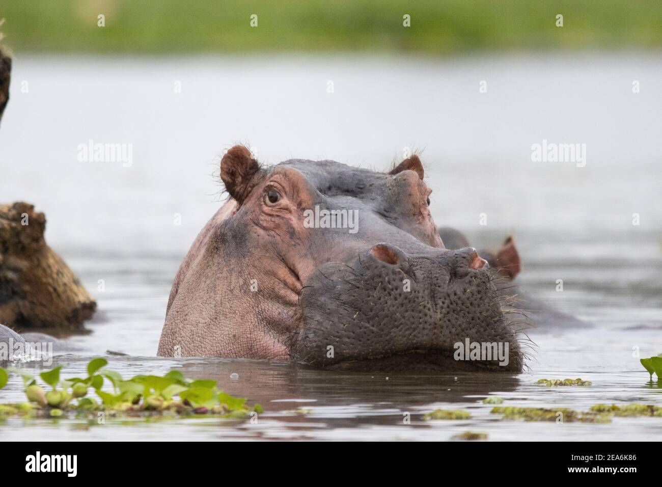 Flaring nostrils hi-res stock photography and images - Alamy