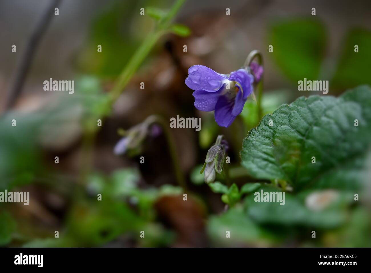 Violet fragrant forest or Viola odorata close-up blooms in the forest ...